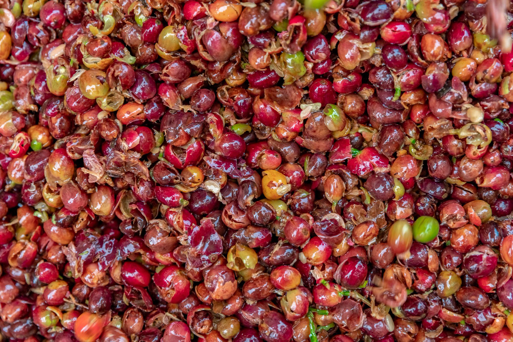 Cascara | Na čo sa používajú kávové šupky? | Caffeitaliano